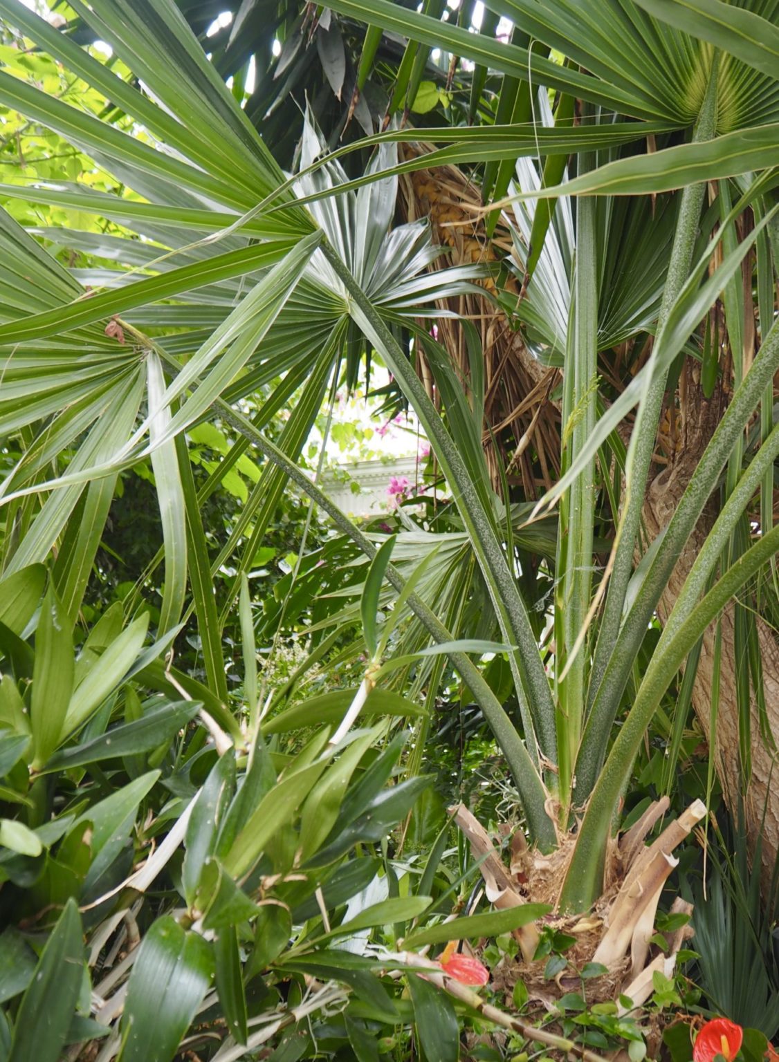 Botanical Collection - Palm House Sefton Park